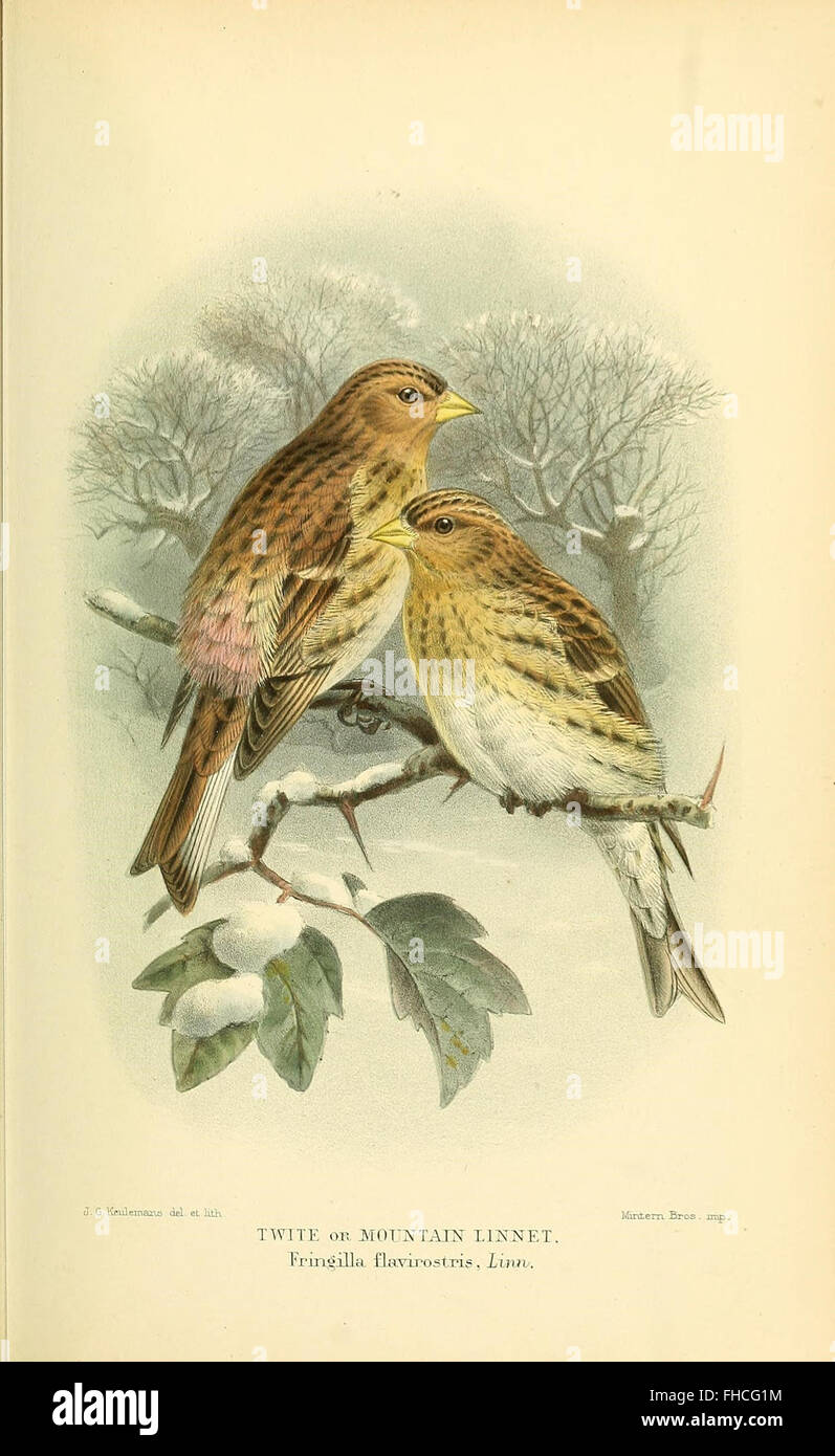 A collection of detailed colored illustrations of British bird species ...