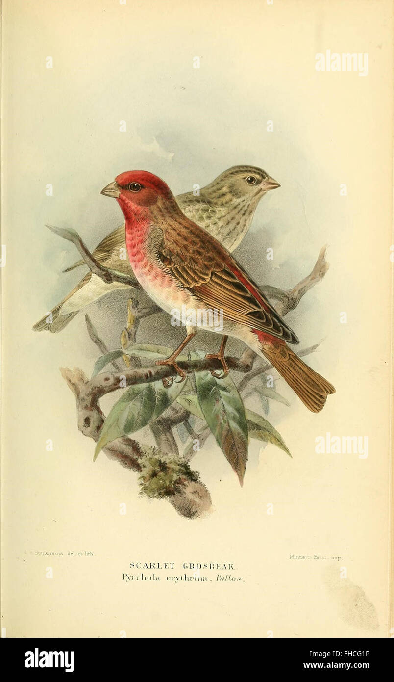 A collection of coloured illustrations depicting bird species of the ...