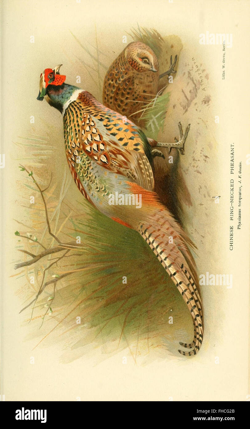 Coloured illustrations of British birds from the work issued by Lord ...