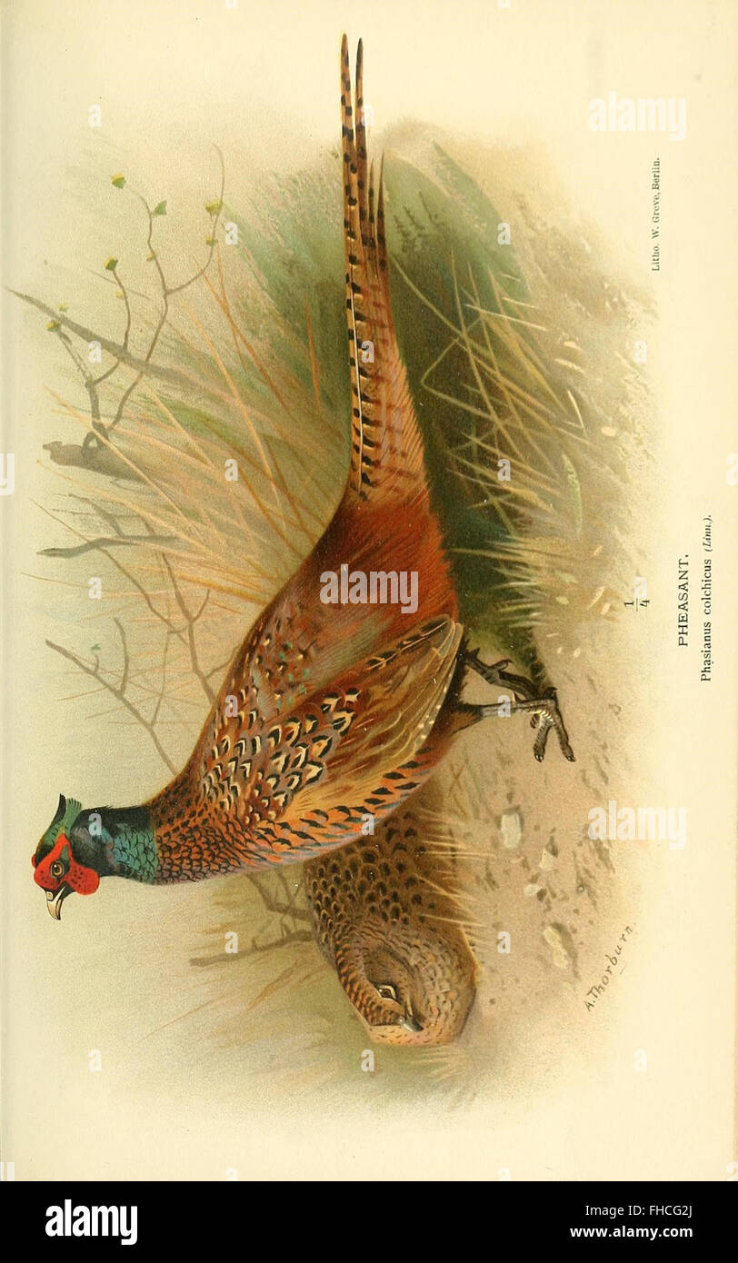 A colorful and detailed collection of bird illustrations from the ...