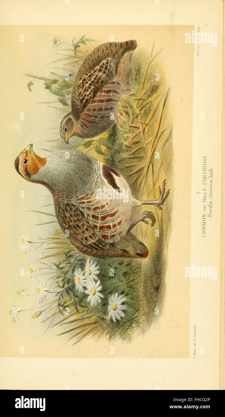 A detailed collection of colored illustrations depicting the birds of ...