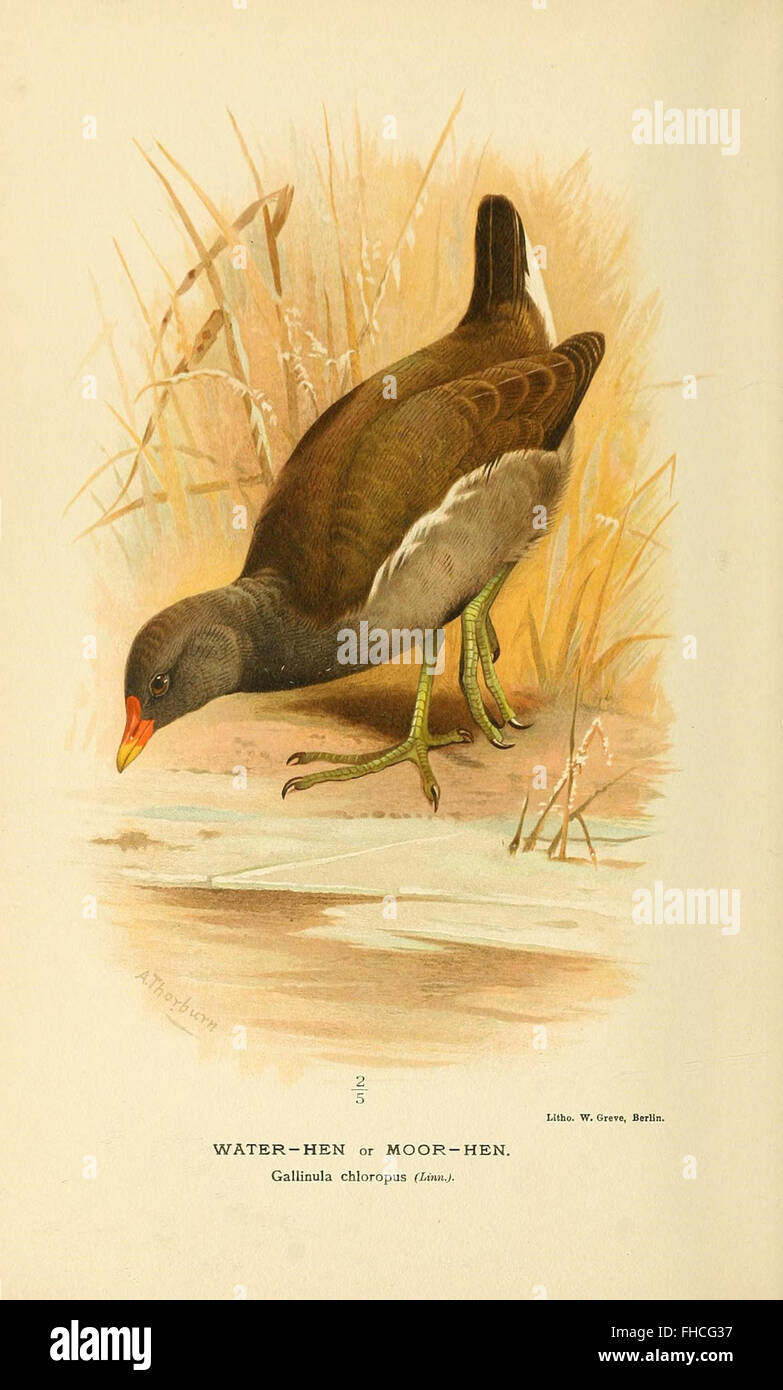 A collection of colored illustrations depicting the birds of the ...