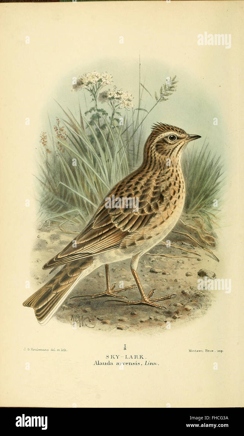 Detailed illustrations of British bird species from Lord Lilford’s ...