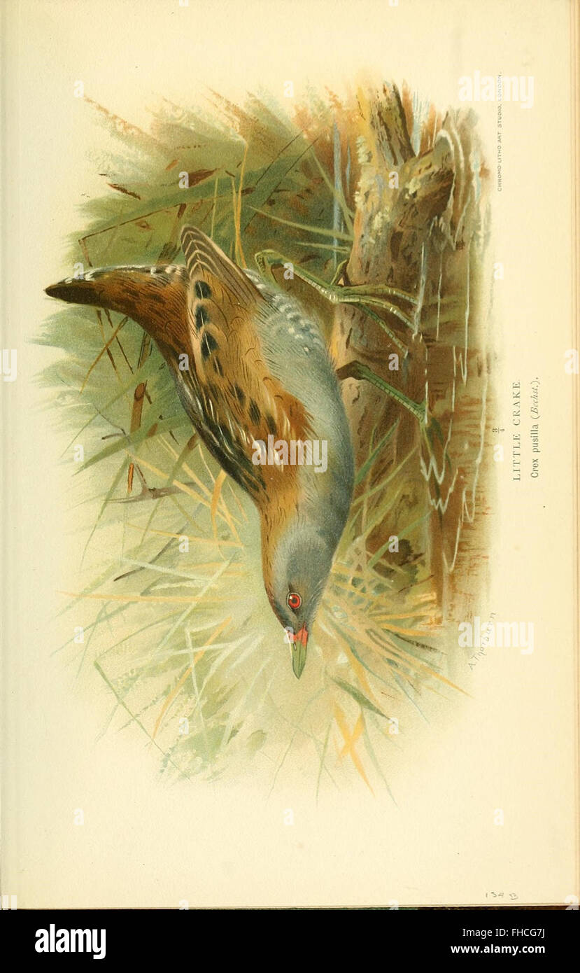 Coloured Figures of the Birds of the British Islands, a work issued by ...