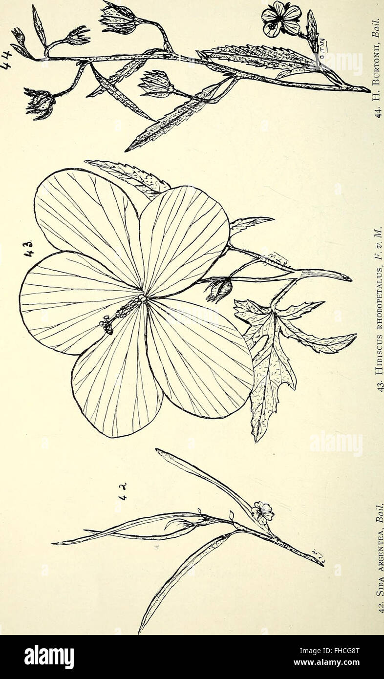 A comprehensive catalog documenting both indigenous and naturalized ...