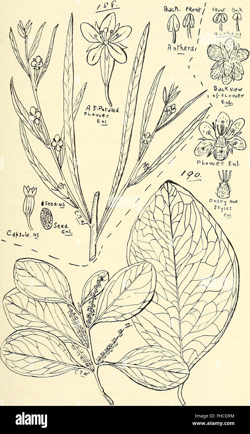 A detailed catalogue of Queensland plants, both native and naturalized ...