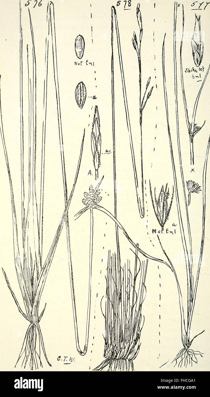 A detailed catalogue documenting both indigenous and naturalised plants ...