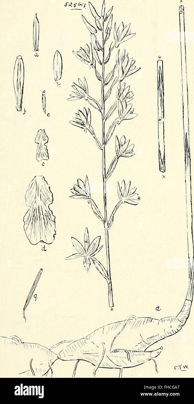 An extensive catalog of Queensland’s indigenous and naturalized plants ...