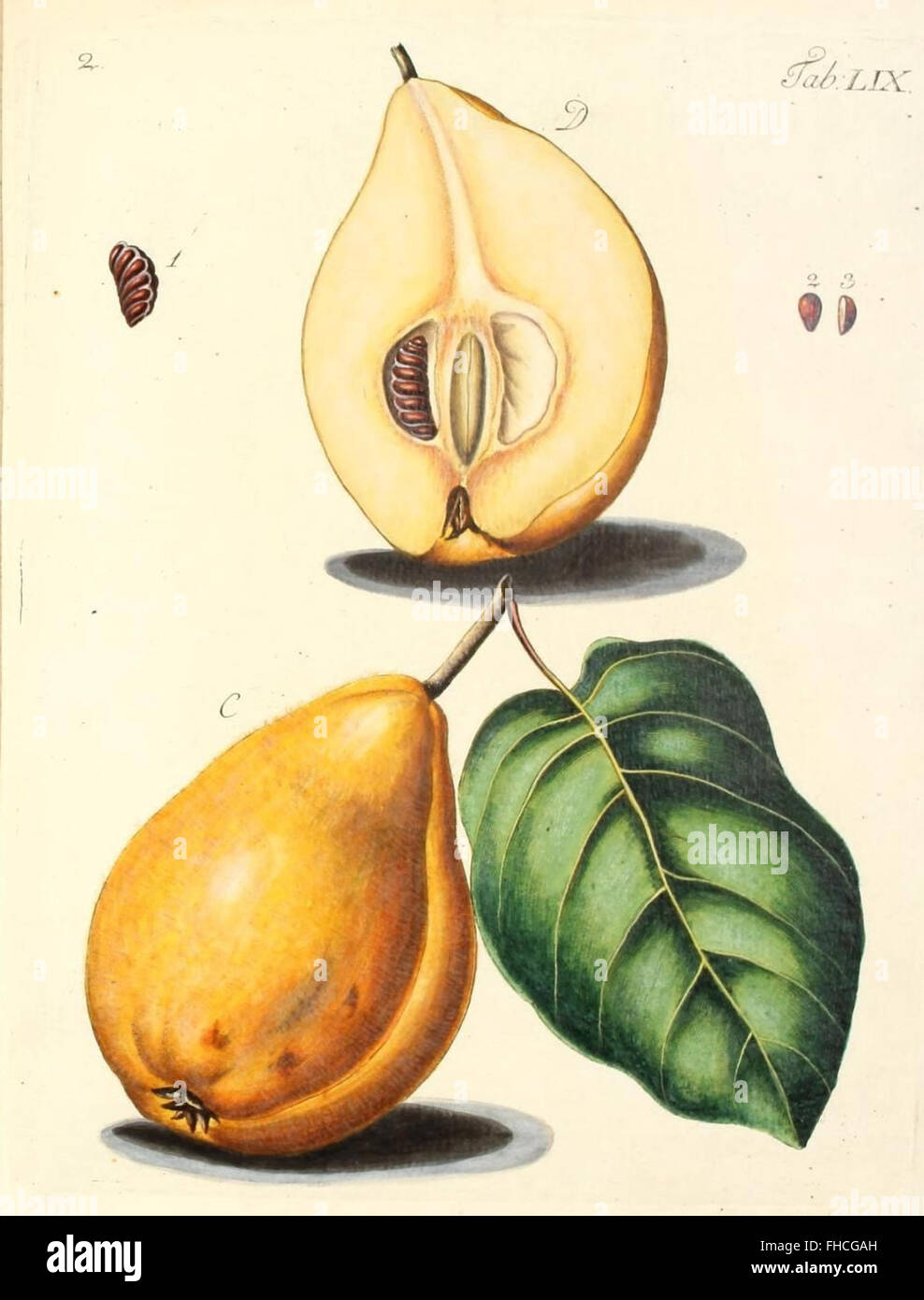 A botanical work illustrating wild trees, shrubs, and bush plants ...