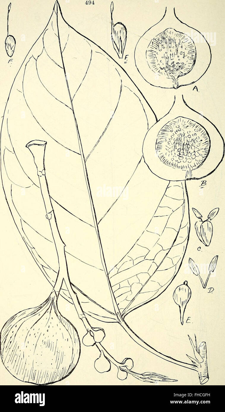 This catalog focuses on Queensland's flora, documenting both indigenous ...