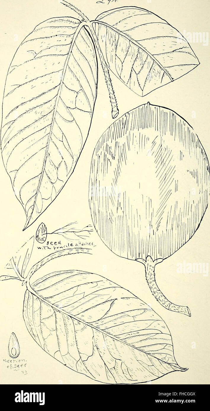 Australian plants illustrations hi-res stock photography and images - Alamy