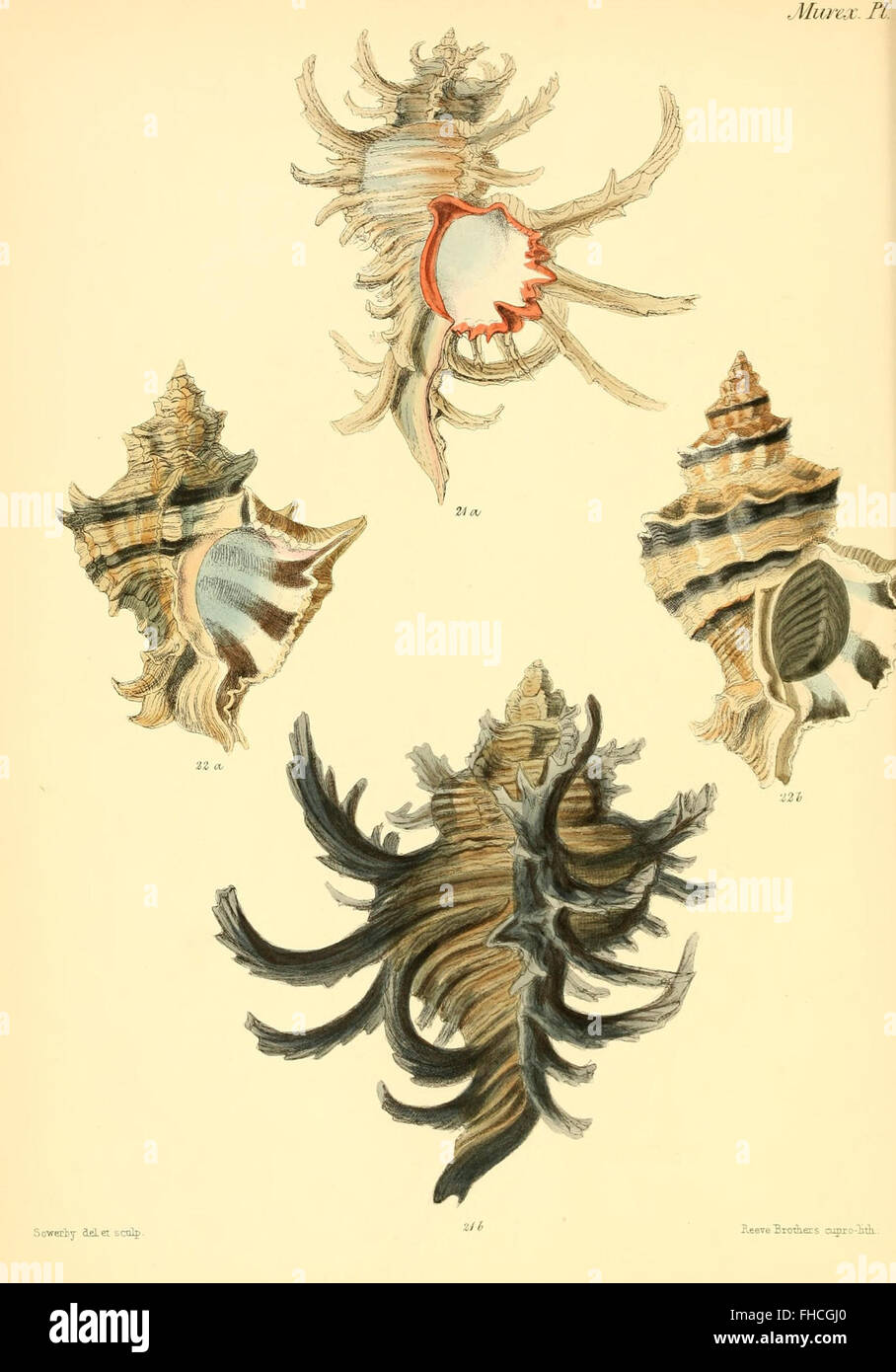 Illustrated collection of various marine organisms hi-res stock ...