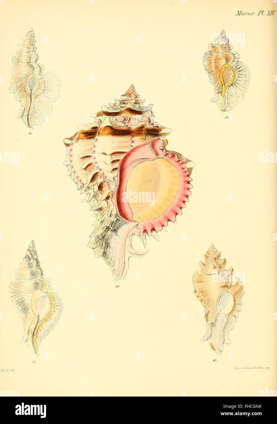 A detailed illustration of mollusks and their shells, showcasing their ...