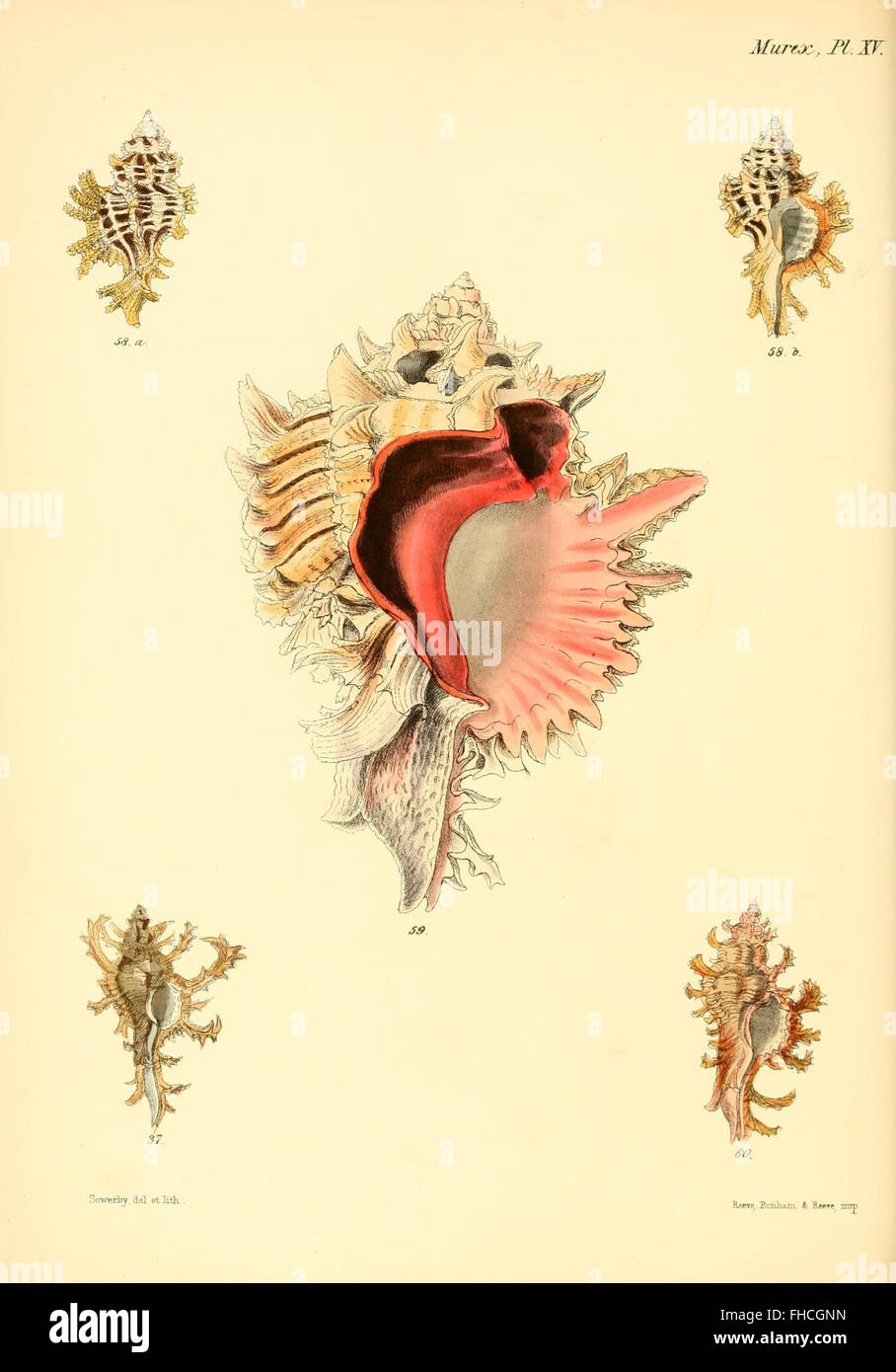 A comprehensive pictorial work illustrating the shells of mollusks ...