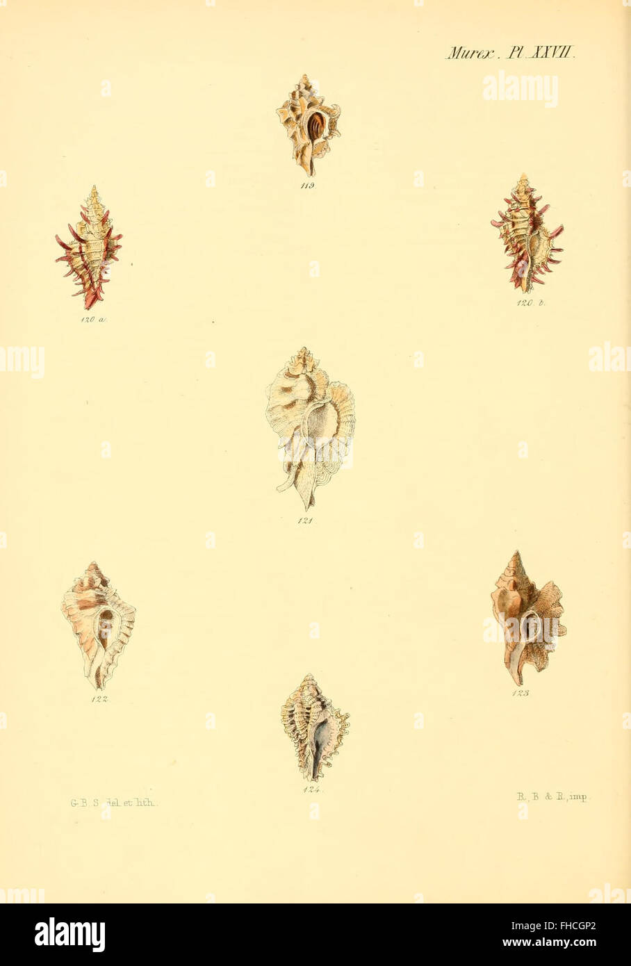 A pictorial work illustrating the shells of mollusks, showcasing ...