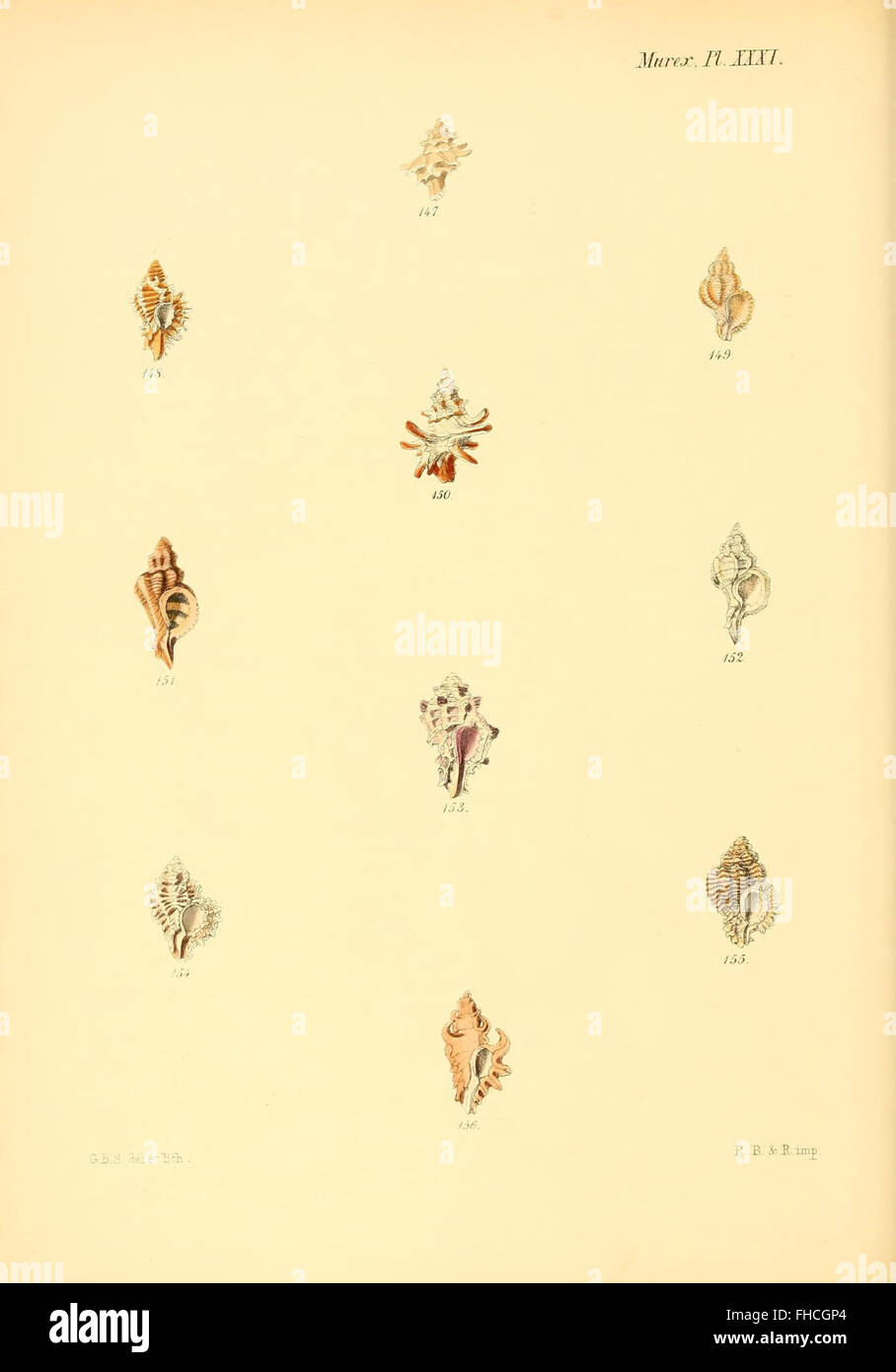'Conchologia Iconica' offers detailed illustrations of mollusks and ...