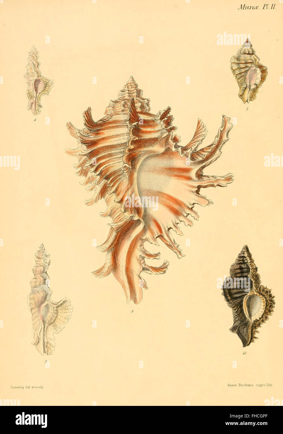 Illustrations of the shells of molluscous animals in 'Conchologia ...