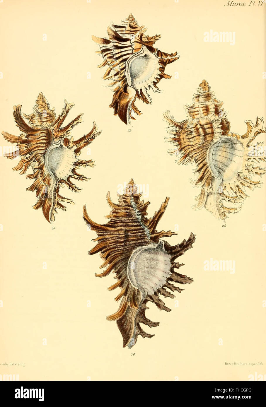 A pictorial work illustrating the shells of mollusks, housed in the ...