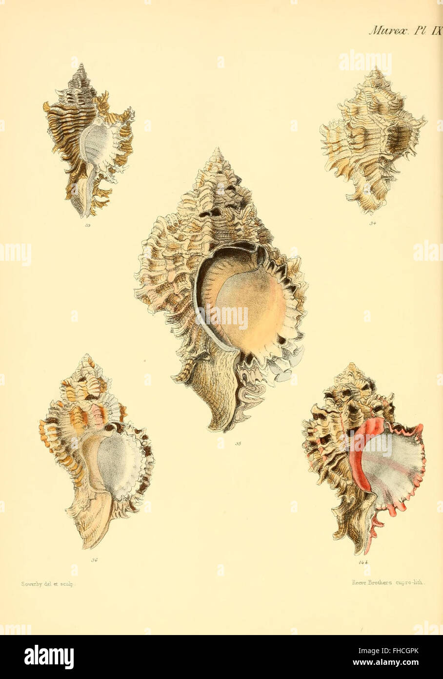 Detailed depictions of various forms hi-res stock photography and ...