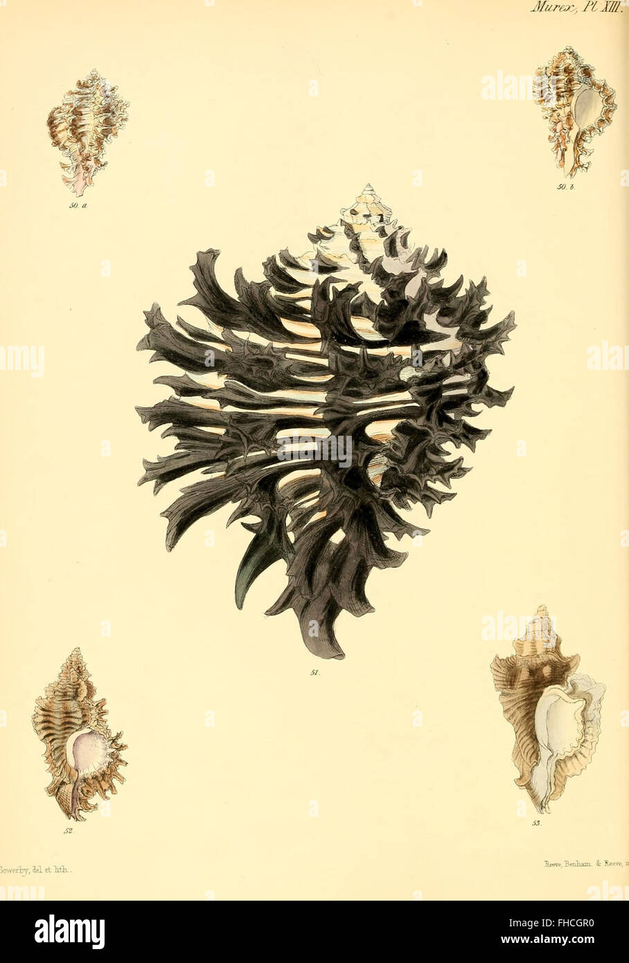 A detailed work illustrating the shells of mollusks, contributing to ...