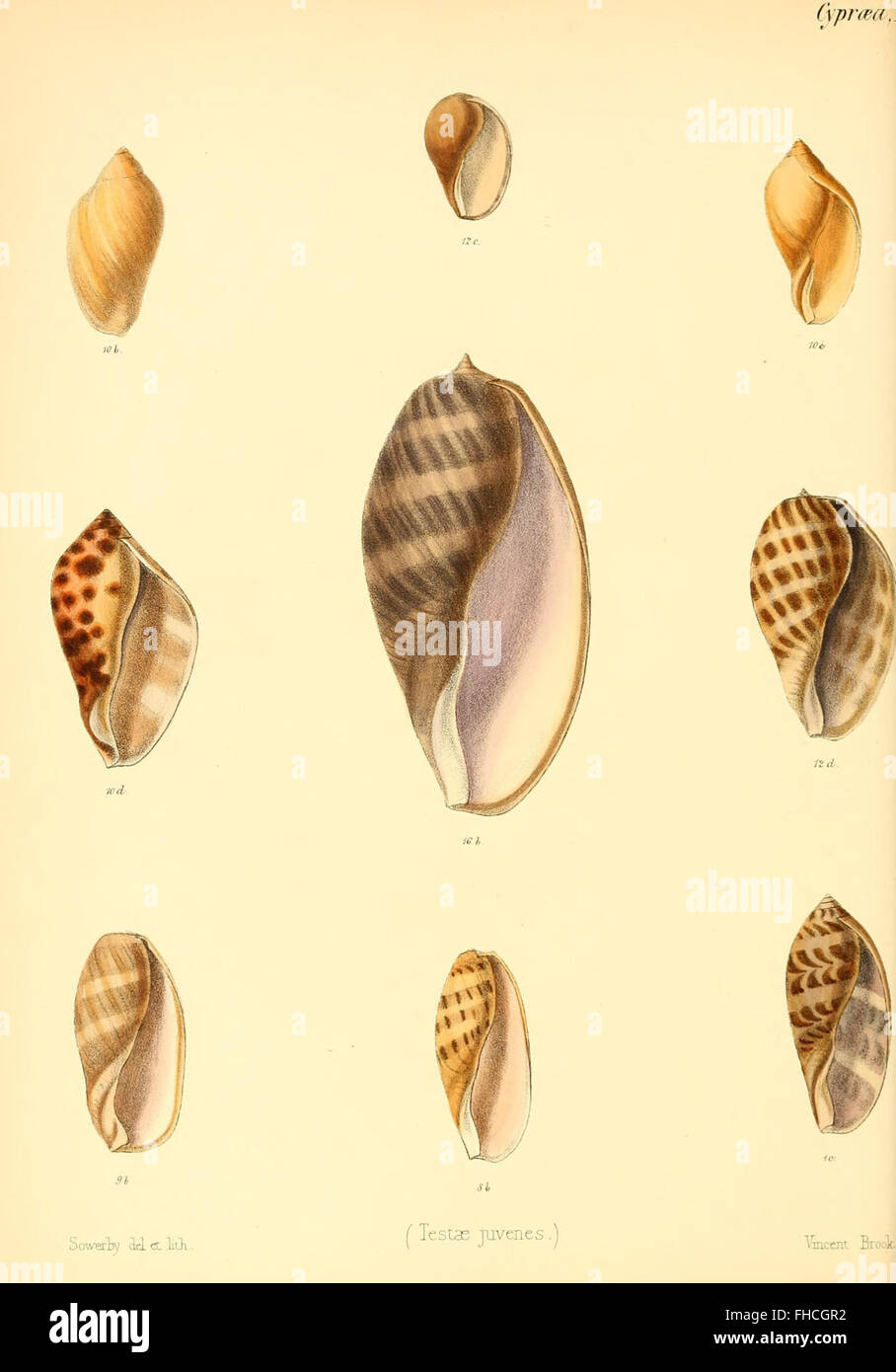 Conchologia Iconica, a work illustrating the shells of molluscous animals, detailing their ...