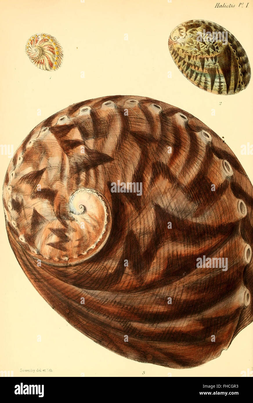 A detailed work illustrating mollusk shells, providing visual ...