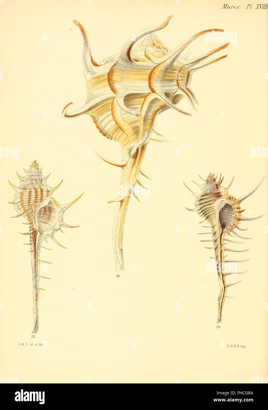 An illustrated work detailing the shells of molluscous animals ...