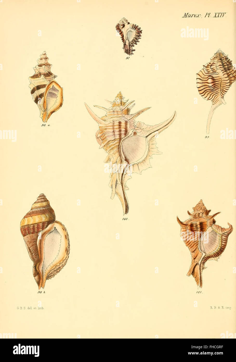 An illustrated guide to the shells of molluscous animals, showcasing ...
