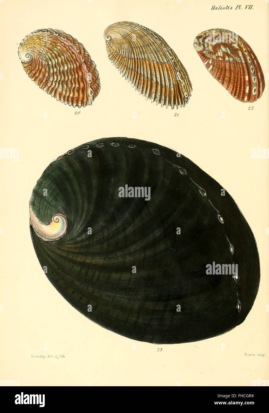 A detailed work showcasing illustrated representations of mollusc ...