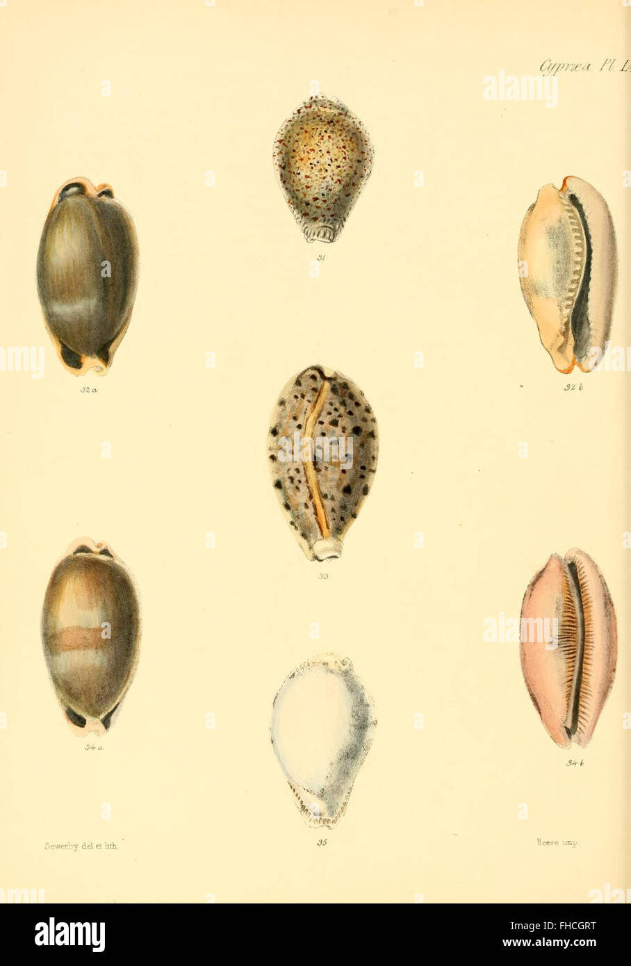 Conchologia Iconica, or, Illustrations of the Shells of Molluscous ...