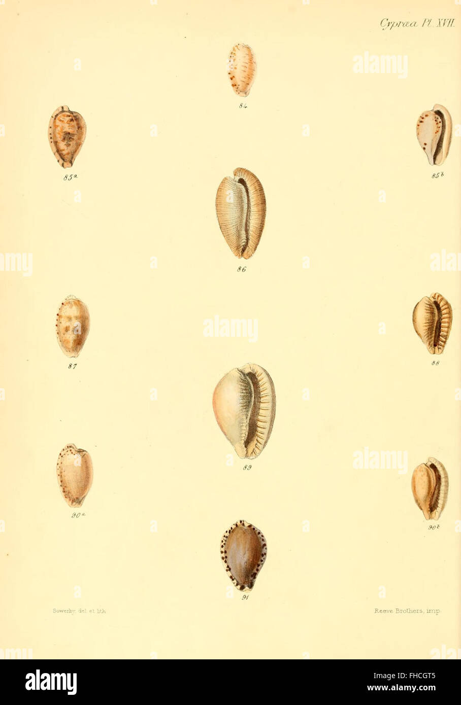 Conchologia Iconica, a pictorial work illustrating the shells of molluscous animals, showcasing ...
