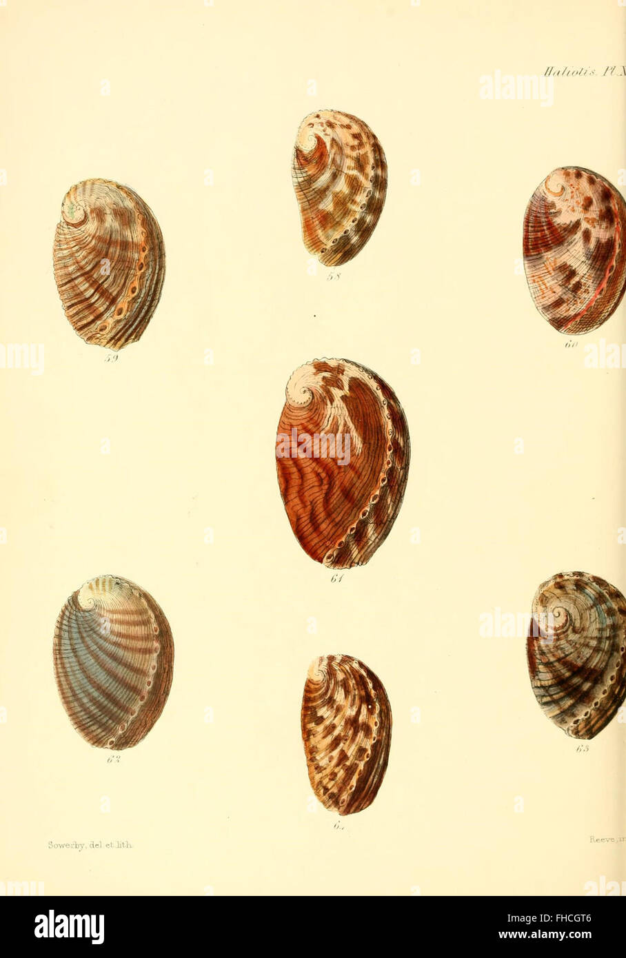 A comprehensive illustrated work showcasing various species of mollusks ...