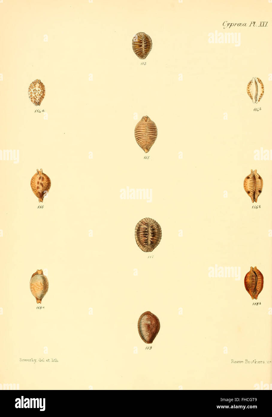 An illustrated work on mollusks, focusing on shell structures and ...