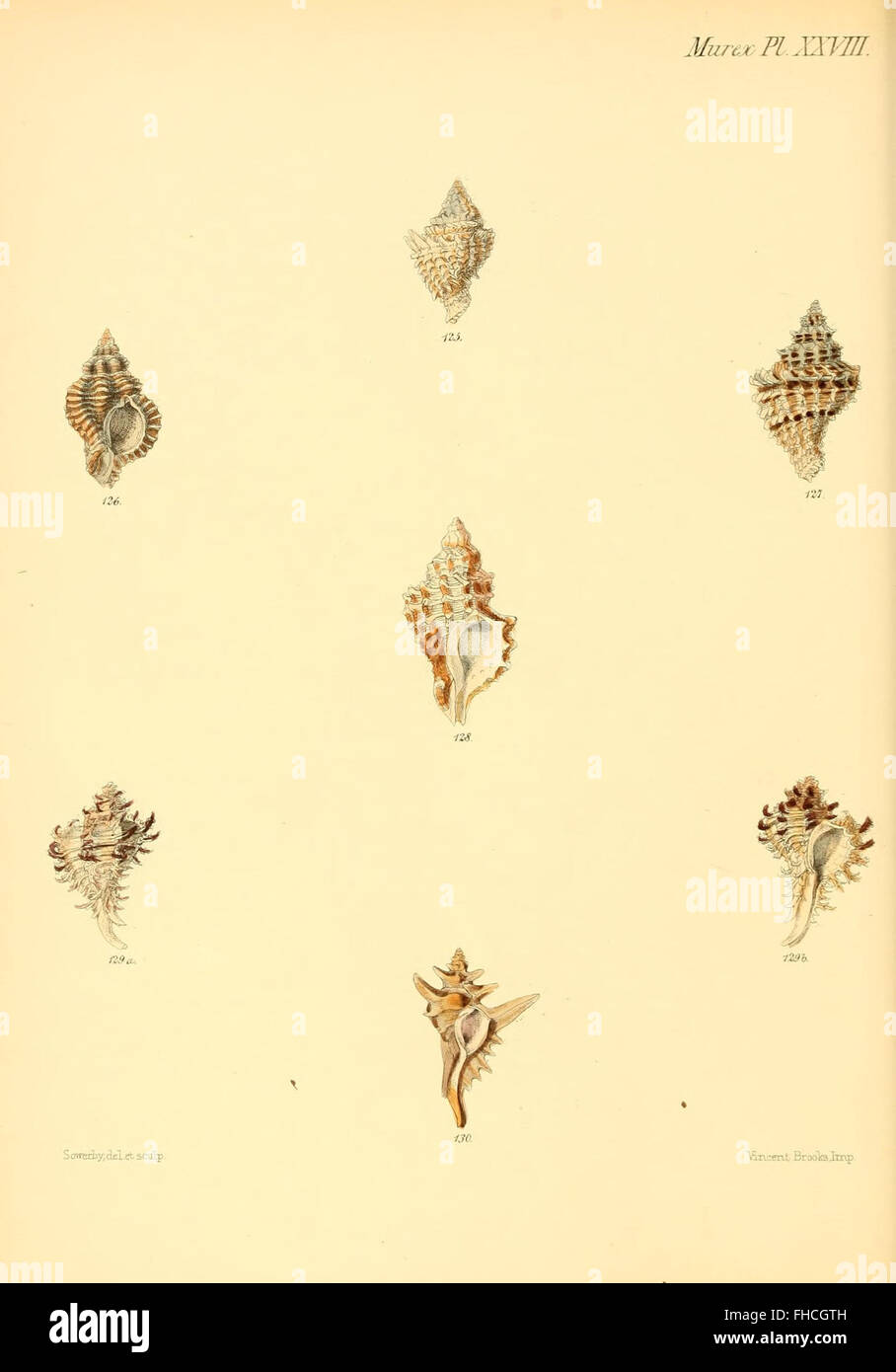 A comprehensive work illustrating and describing the shells of mollusks ...