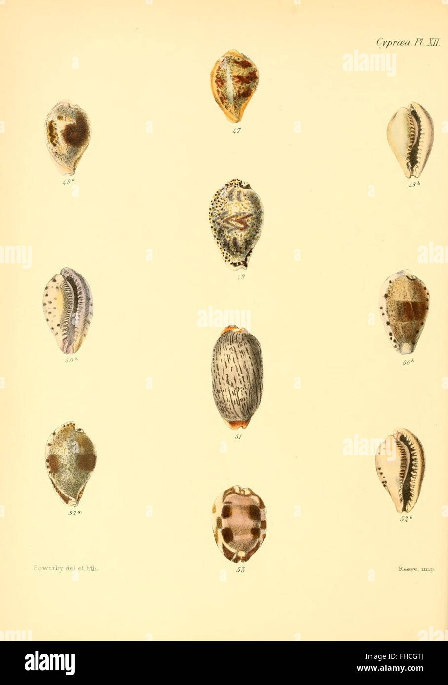 A pictorial work documenting the shells of mollusks, with detailed ...