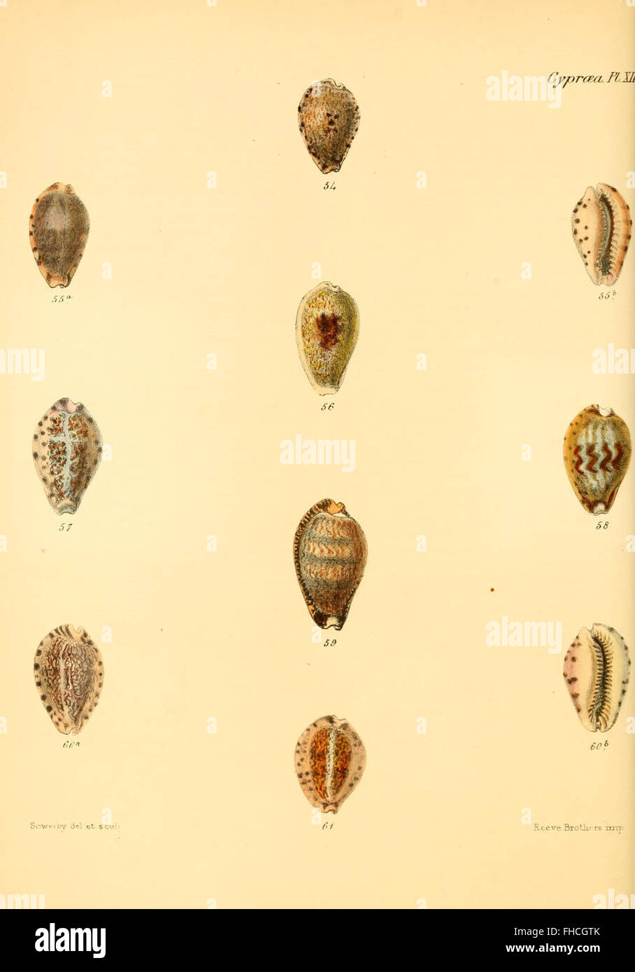 An illustrated guide to the shells of molluscous animals, featuring ...
