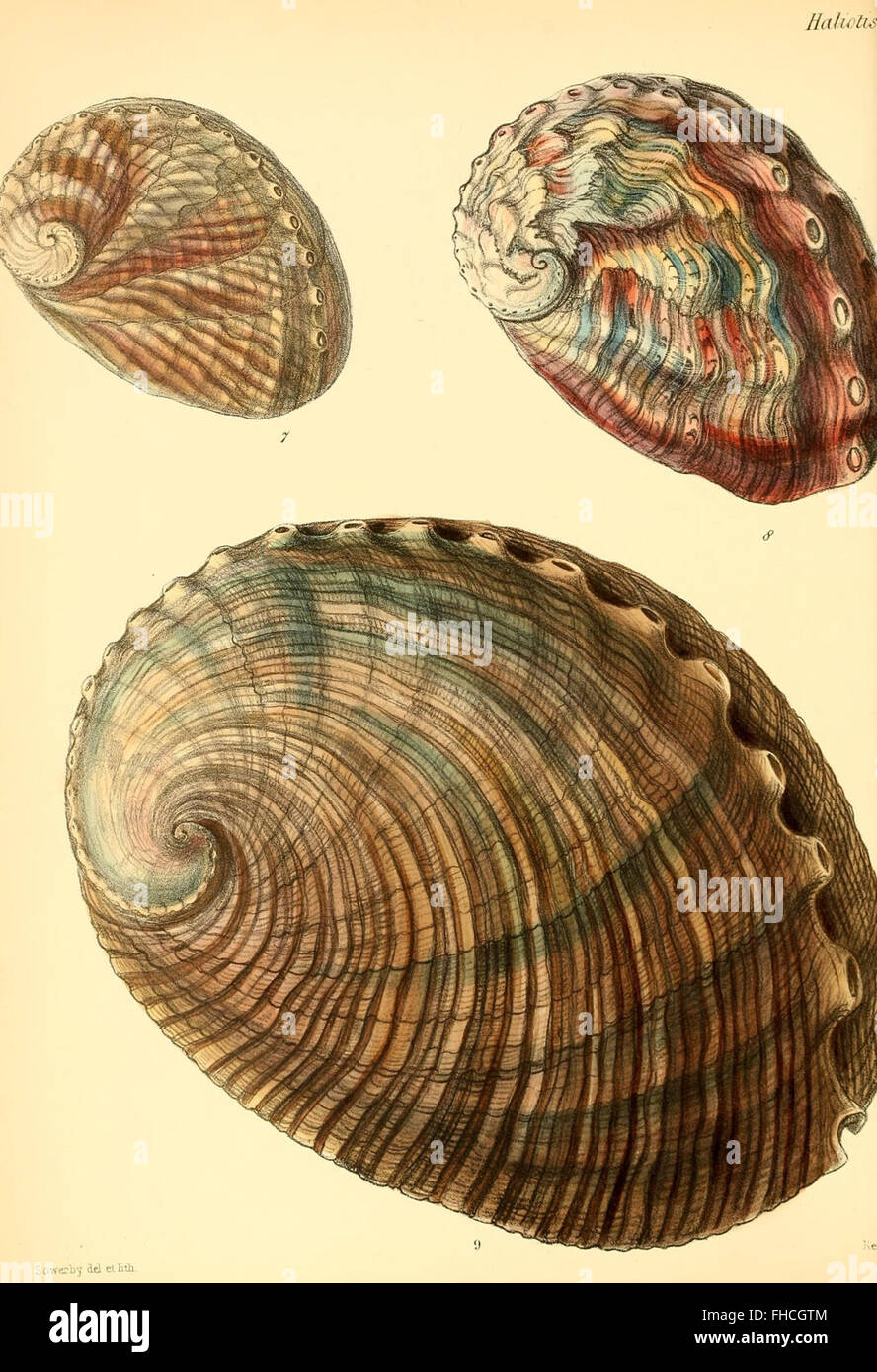 Conchologia Iconica, a work illustrating the shells of molluscous ...