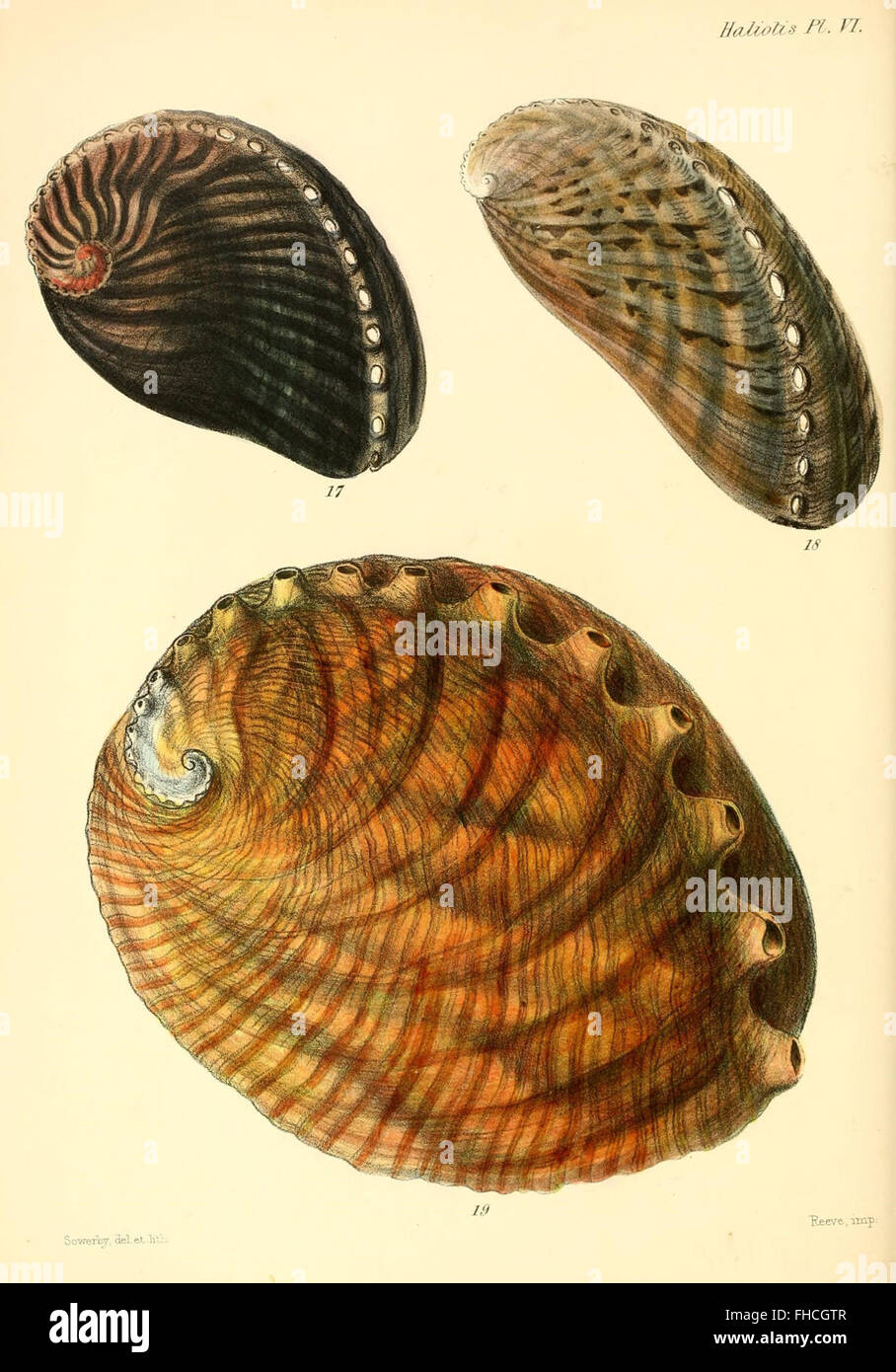 Conchologia iconica, or, Illustrations of the shells of molluscous ...