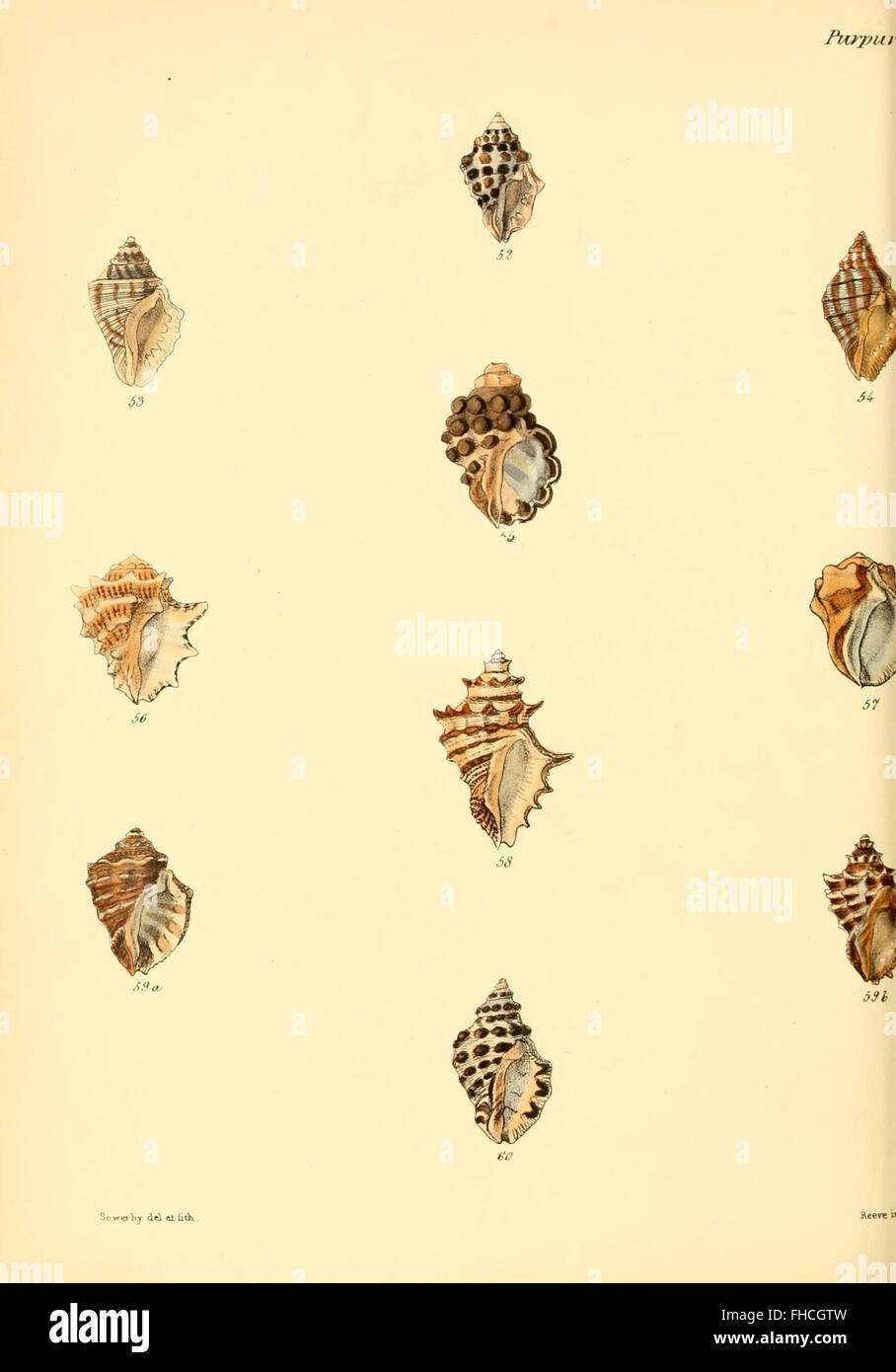 A visual work illustrating the shells of mollusks, featuring detailed ...
