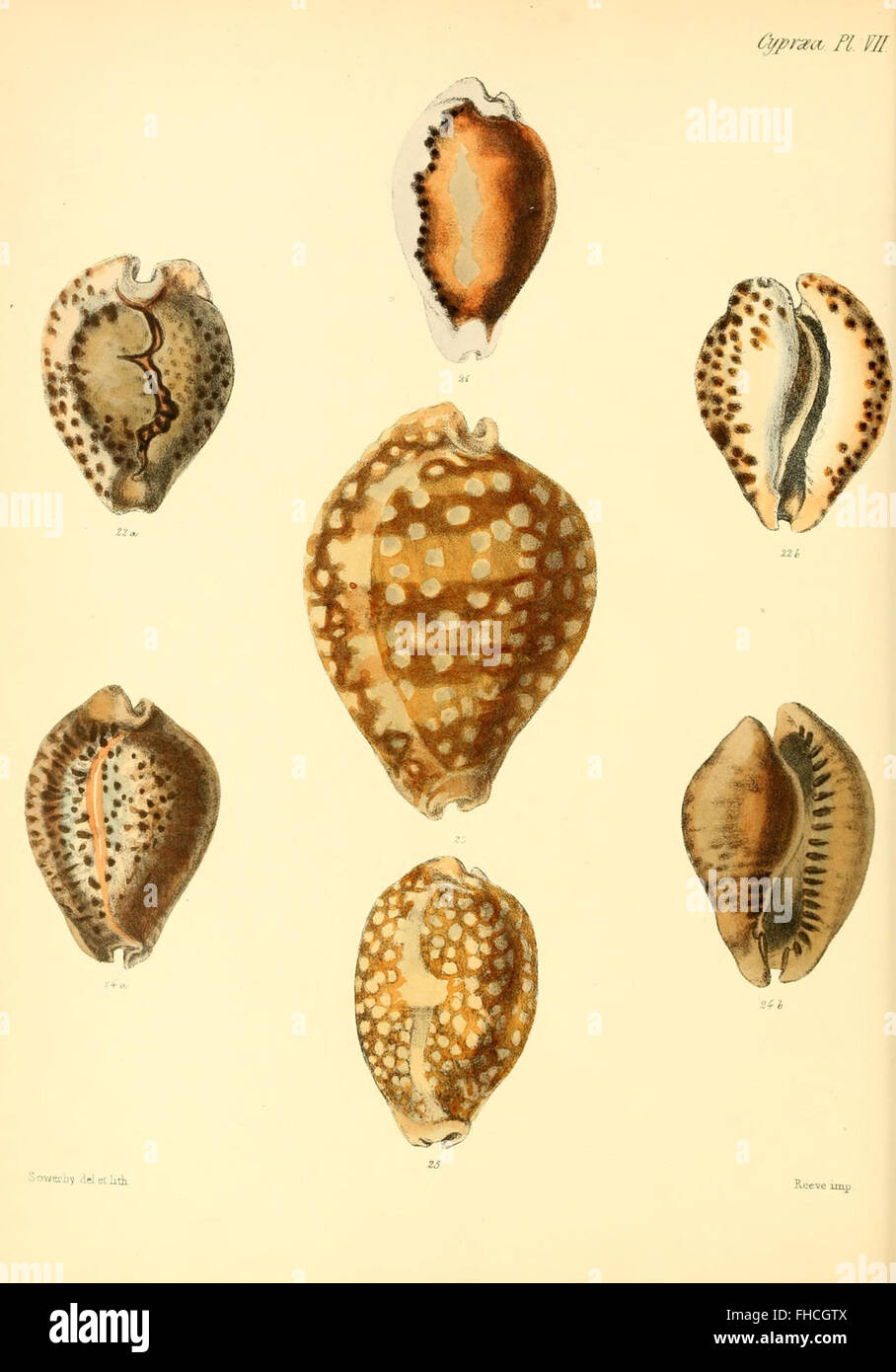 Conchologia iconica, or, Illustrations of the shells of molluscous ...