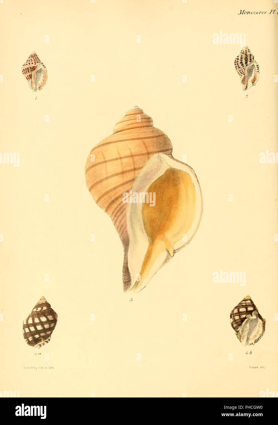 An illustrated work on mollusks and their shells, providing a detailed ...