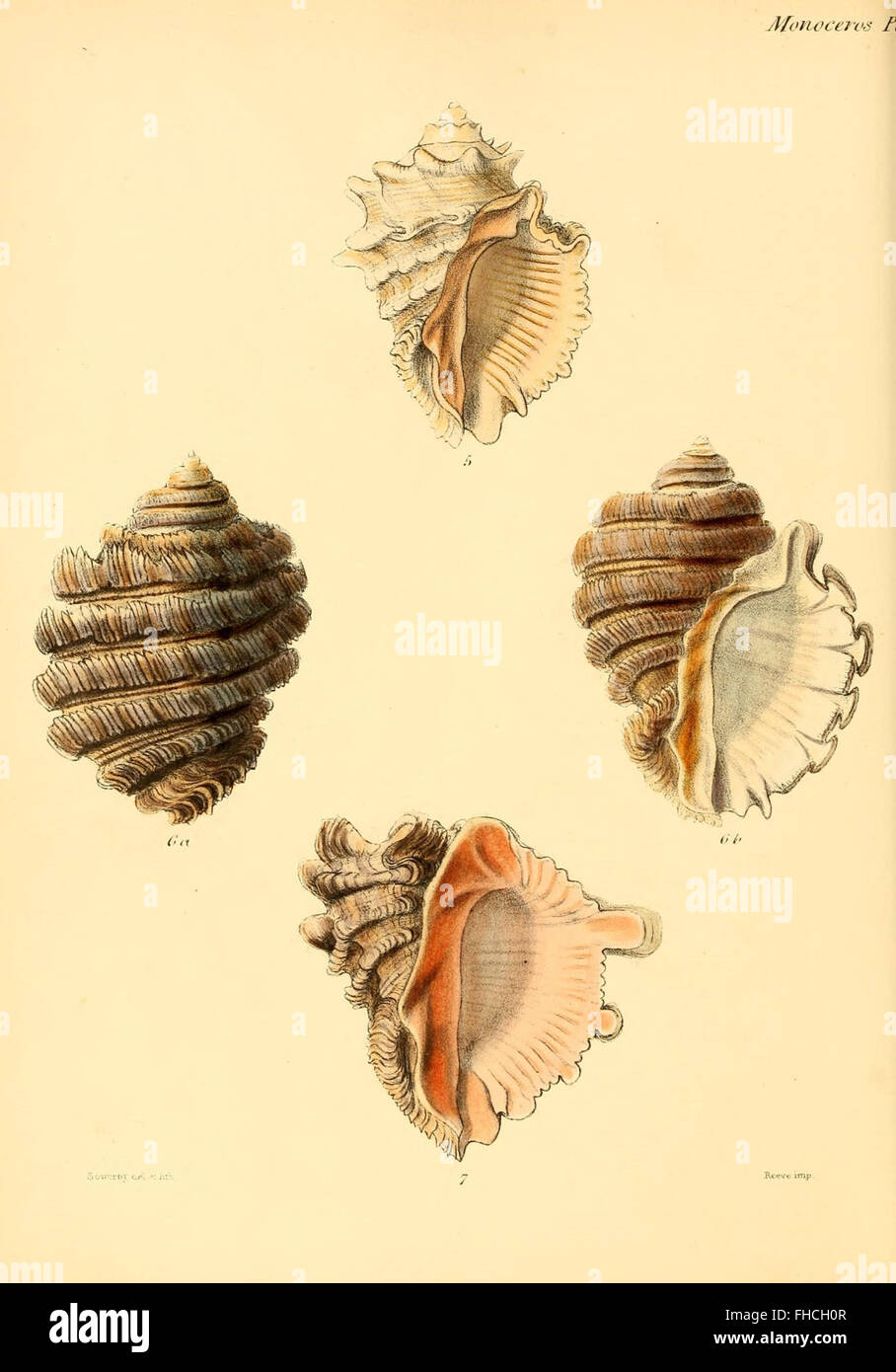 An illustrated work on the shells of molluscous animals, showcasing the ...