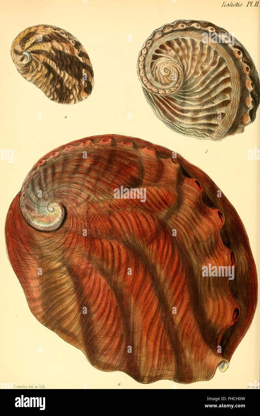 A comprehensive work illustrating the shells of mollusks, showcasing ...