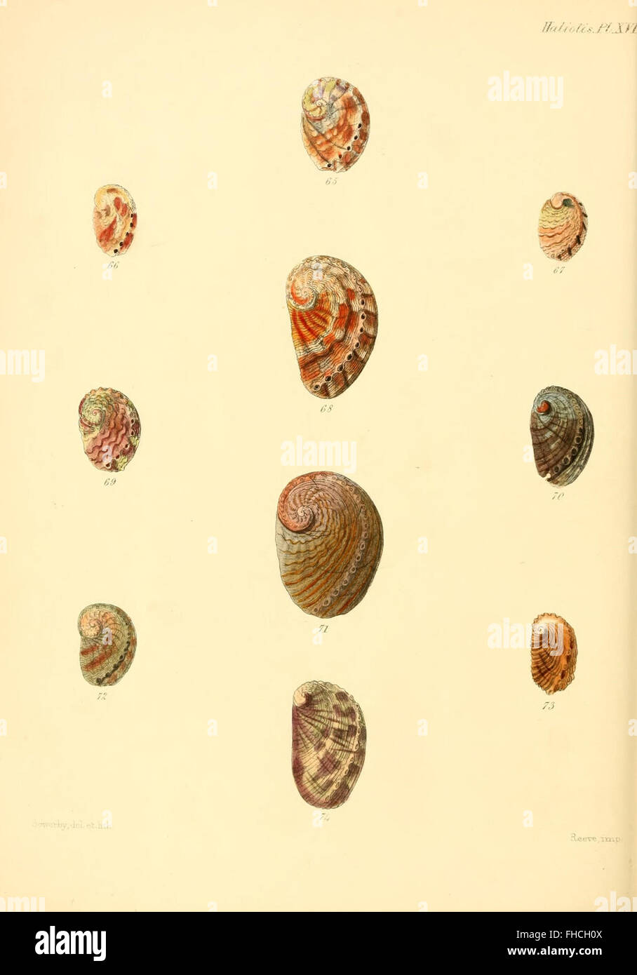 Conchologia iconica, or, Illustrations of the shells of molluscous ...