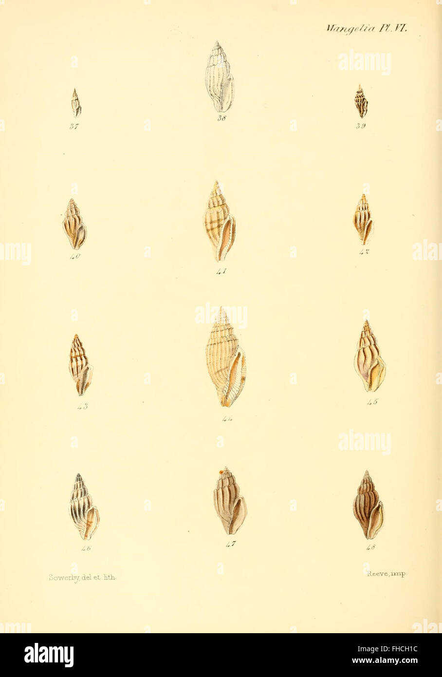 A detailed collection of illustrations showcasing various mollusk ...