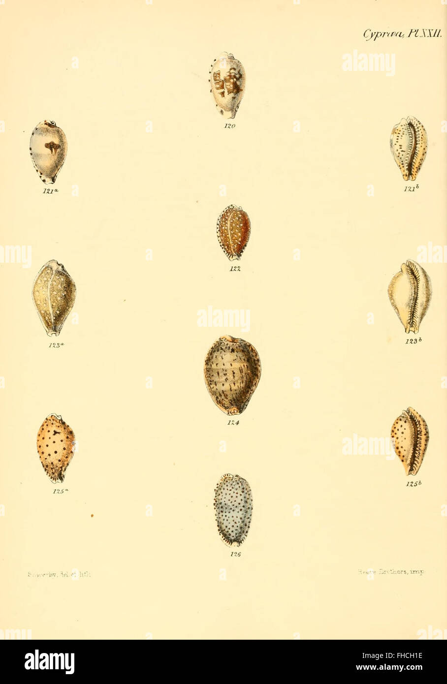 A work of illustrated studies on mollusk shells, featuring detailed ...
