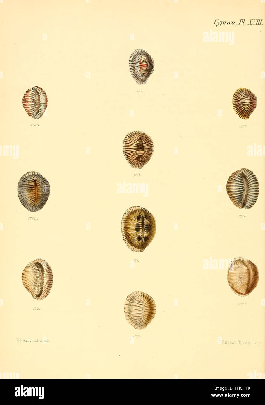 A classic work on the illustrations of mollusk shells, showcasing the ...
