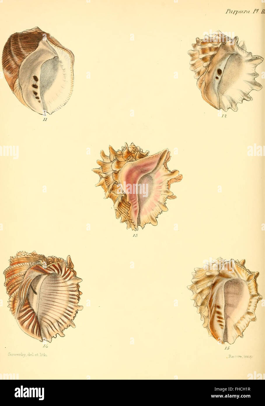 A comprehensive collection of illustrations showcasing mollusk shells ...
