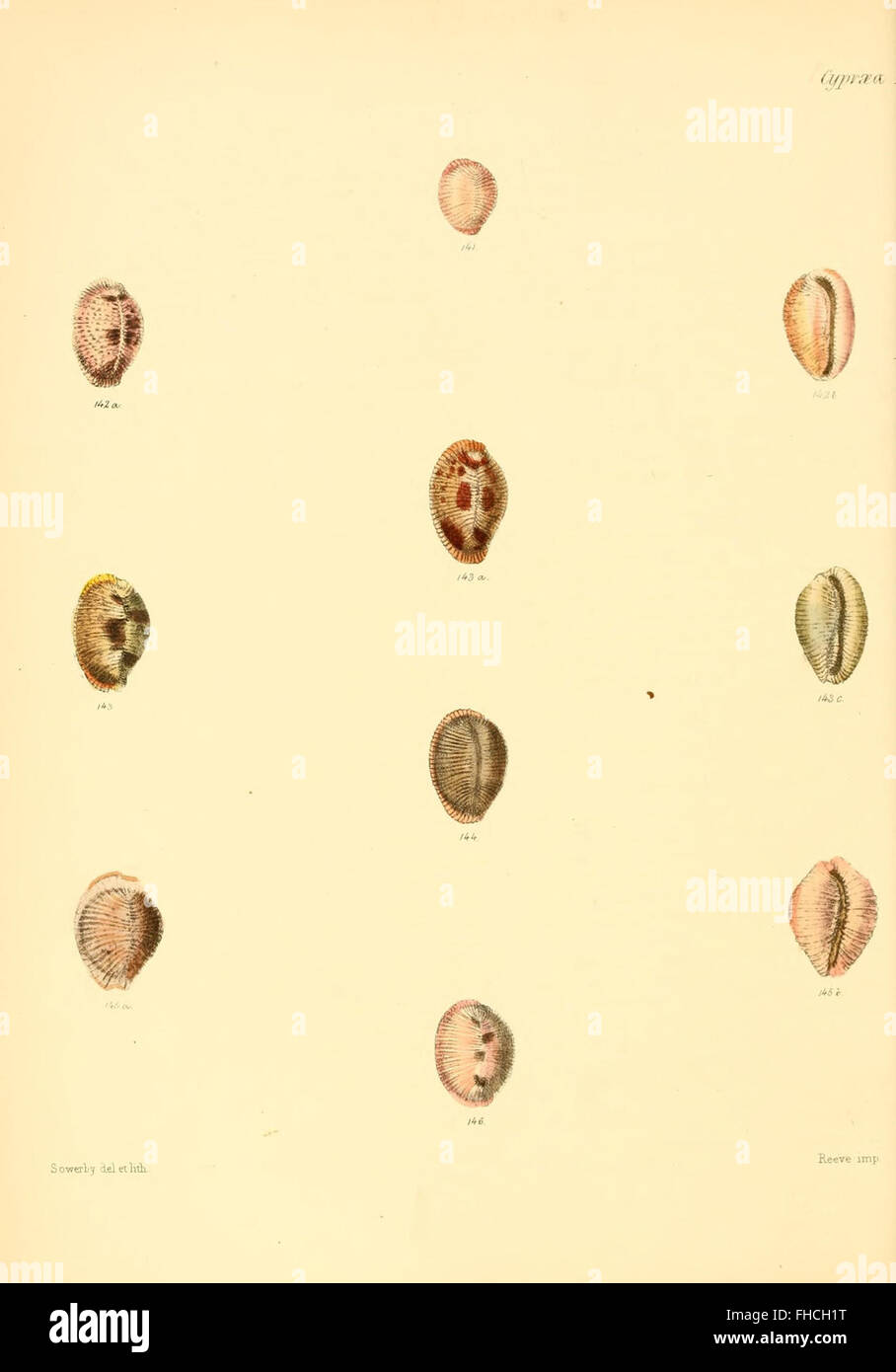 A classic work that presents detailed illustrations of mollusk shells ...