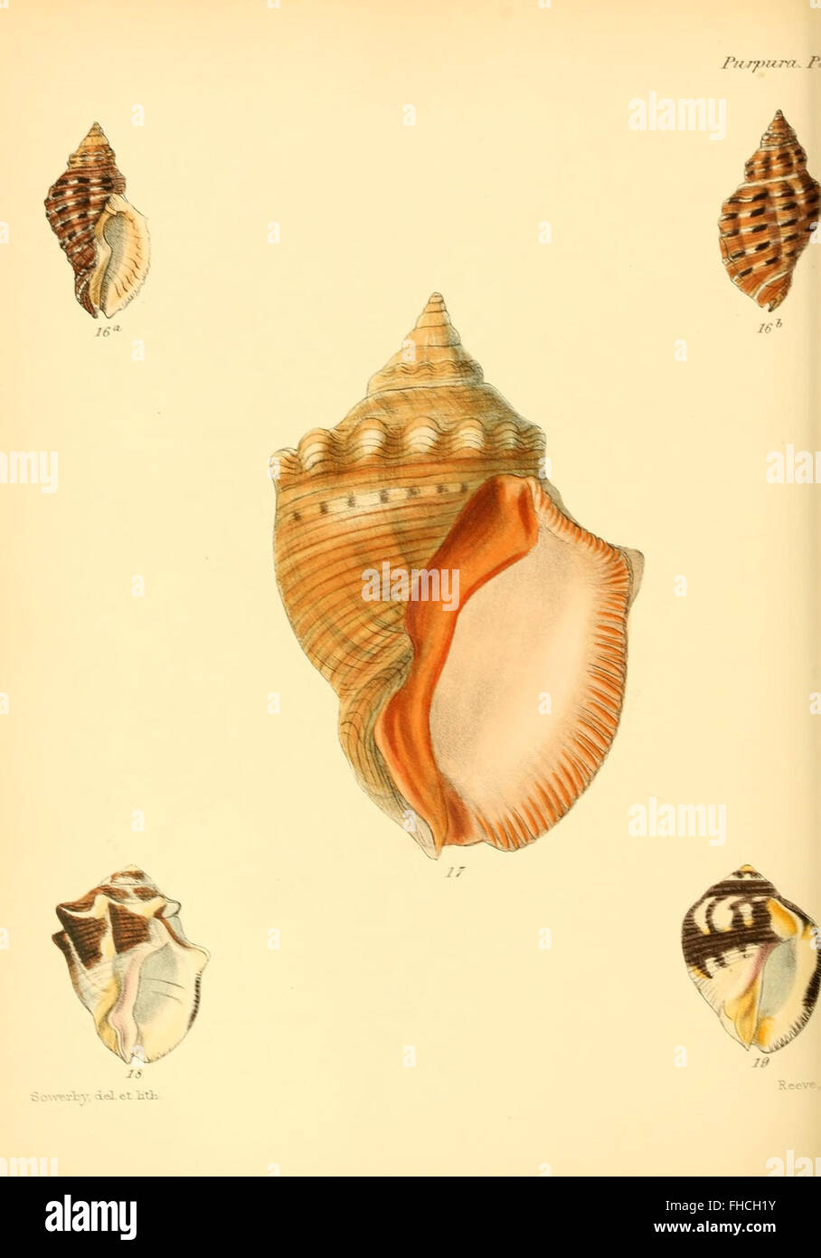 A visual guide to the shells of molluscous animals, featuring ...